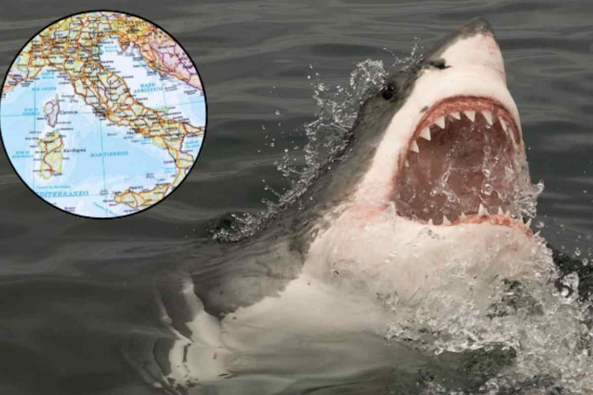 Allarme squali in Italia, non nuotare in queste famosissime spiagge: 4 ...